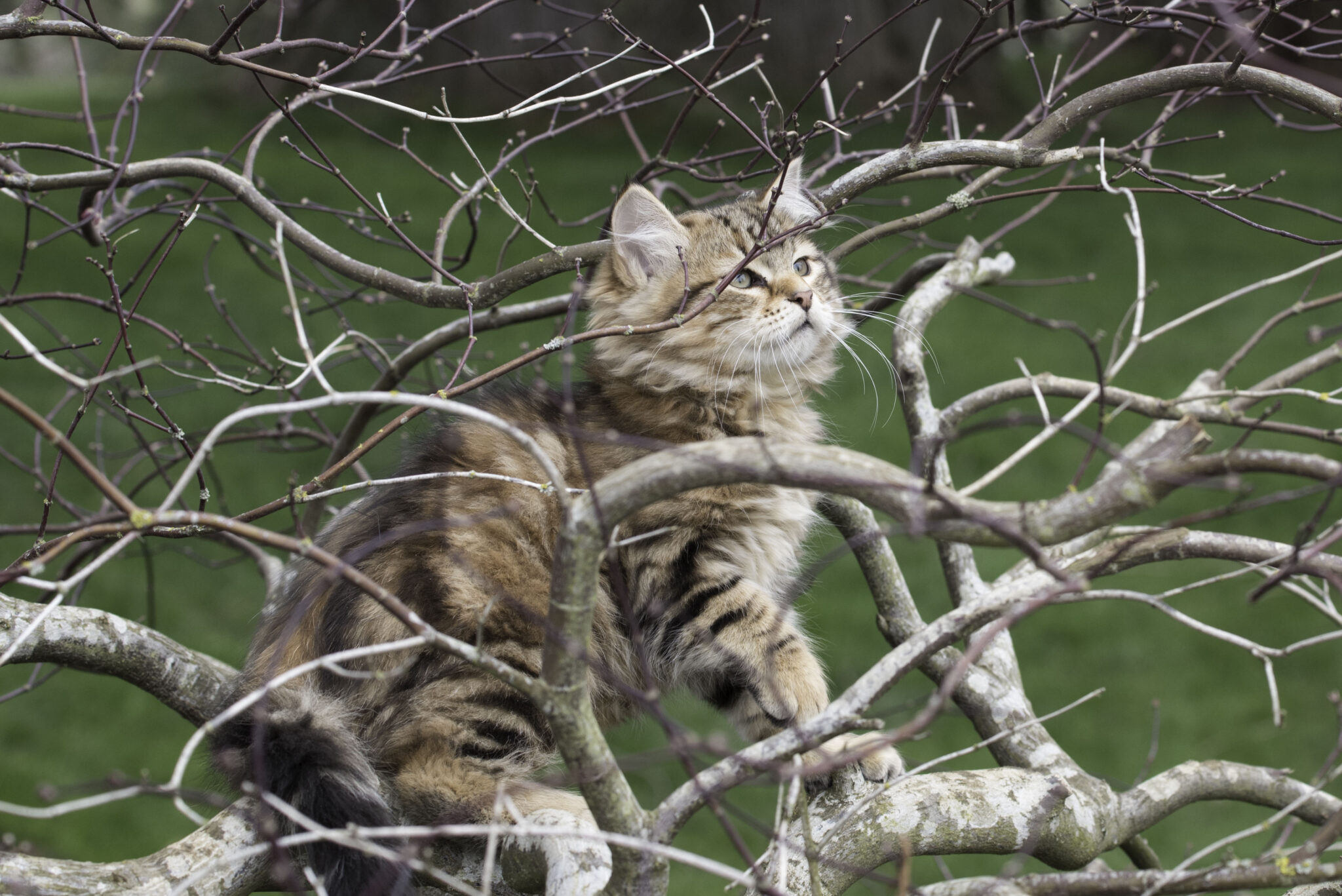 Breeding Cats | Lundberg Siberians