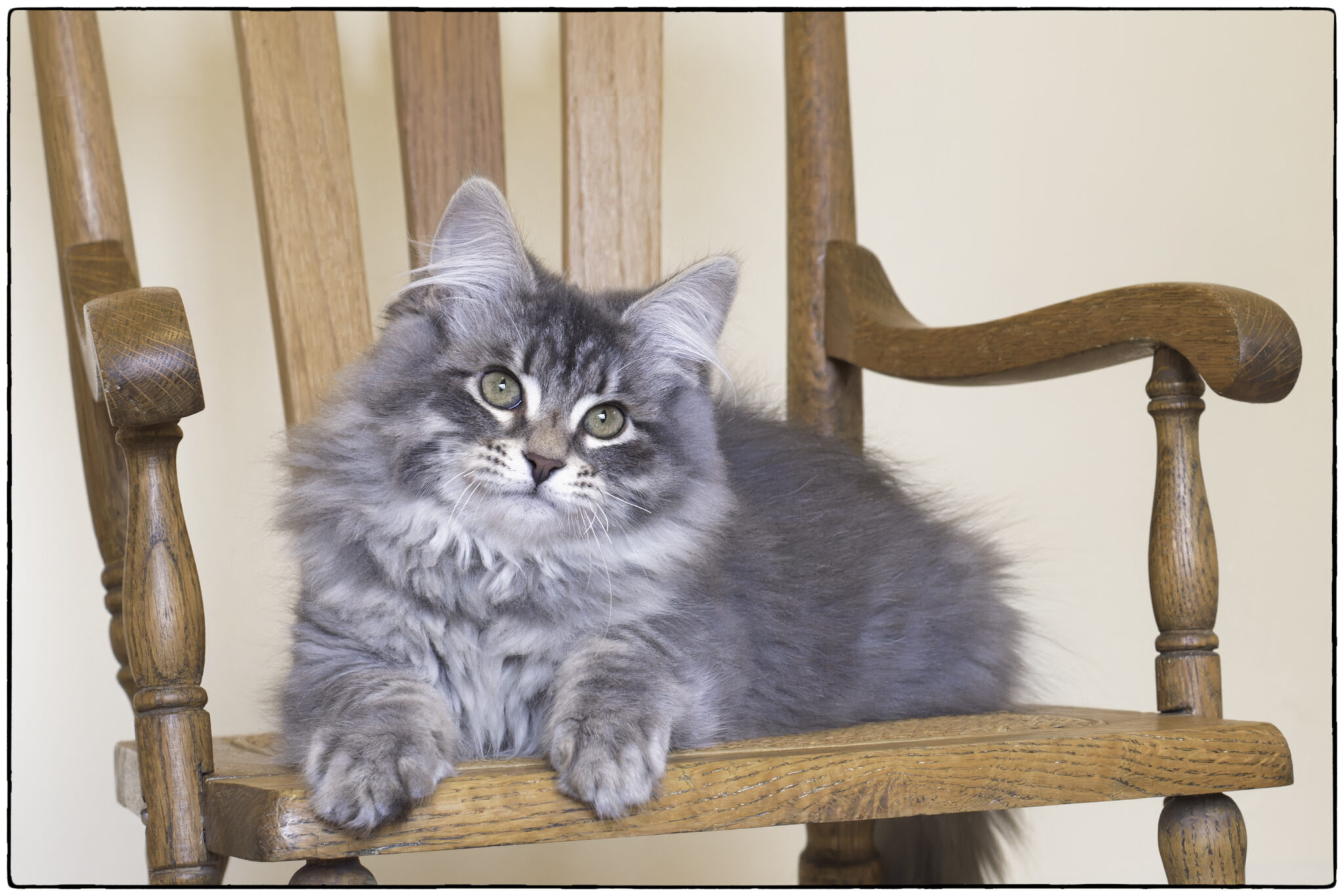 Breeding Cats | Lundberg Siberians