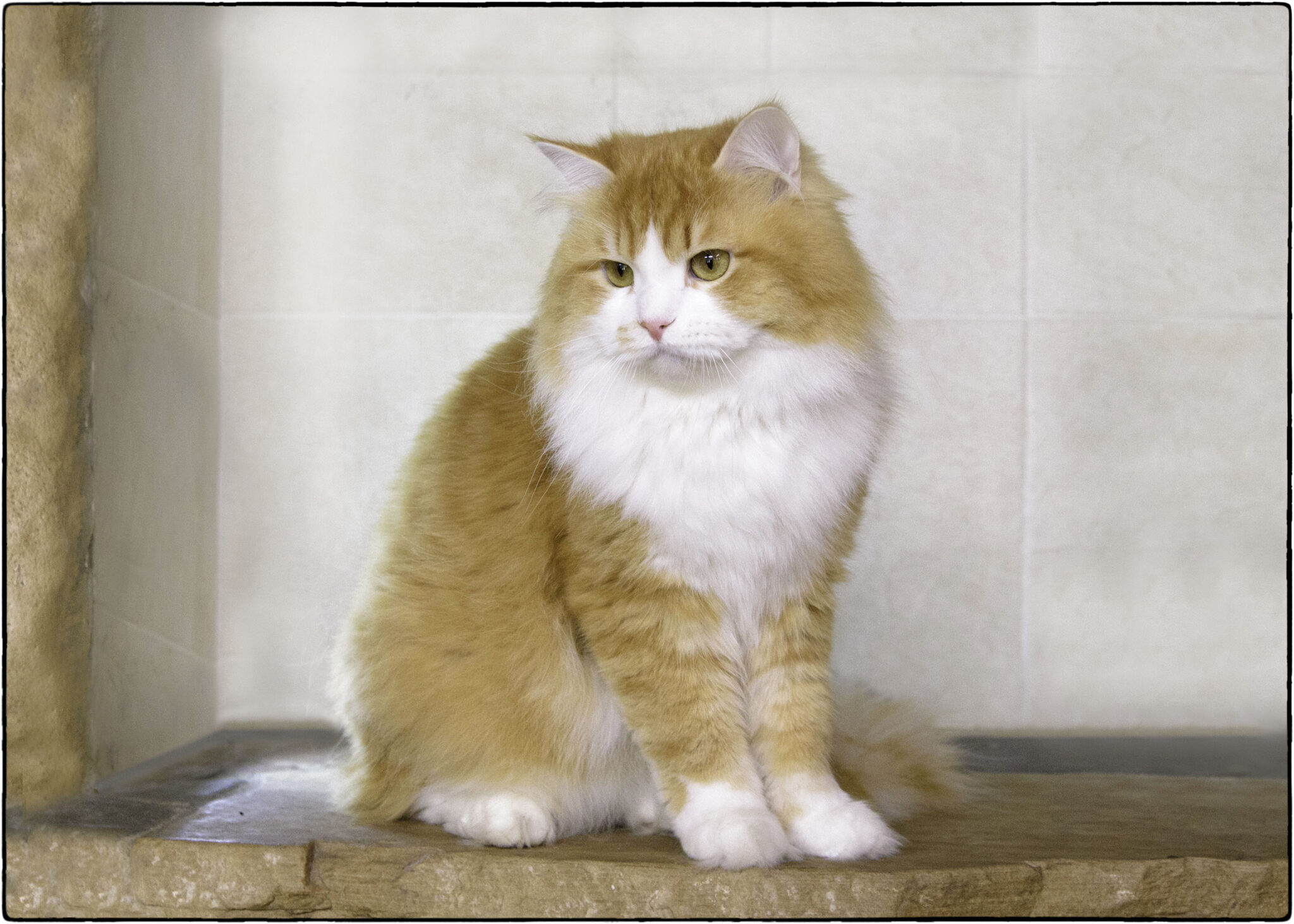 Breeding Cats | Lundberg Siberians