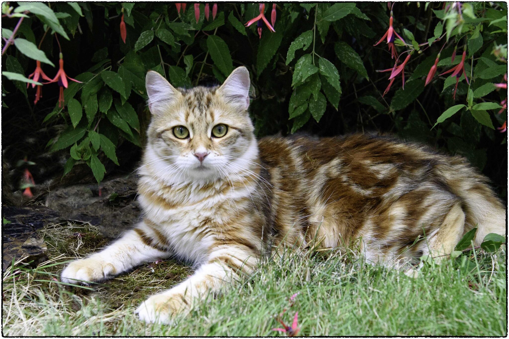 Breeding Cats | Lundberg Siberians